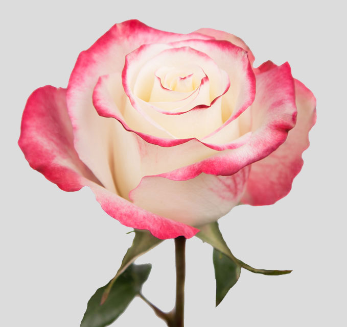 DAVINCI ROSES ECUADOR